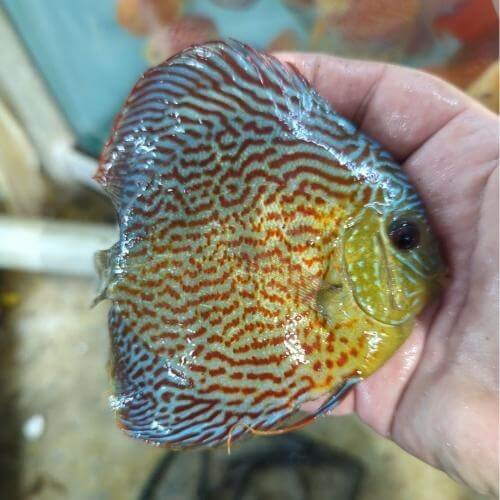 Galaxy Turquoise Discus - TruDiscus