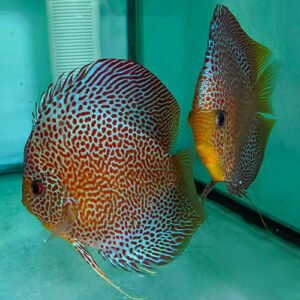 Discus Fish – TruDiscus | Freshwater Royalty